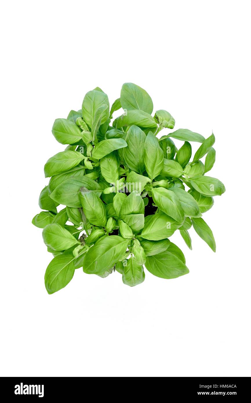 A studio photo of potted basil Stock Photo - Alamy