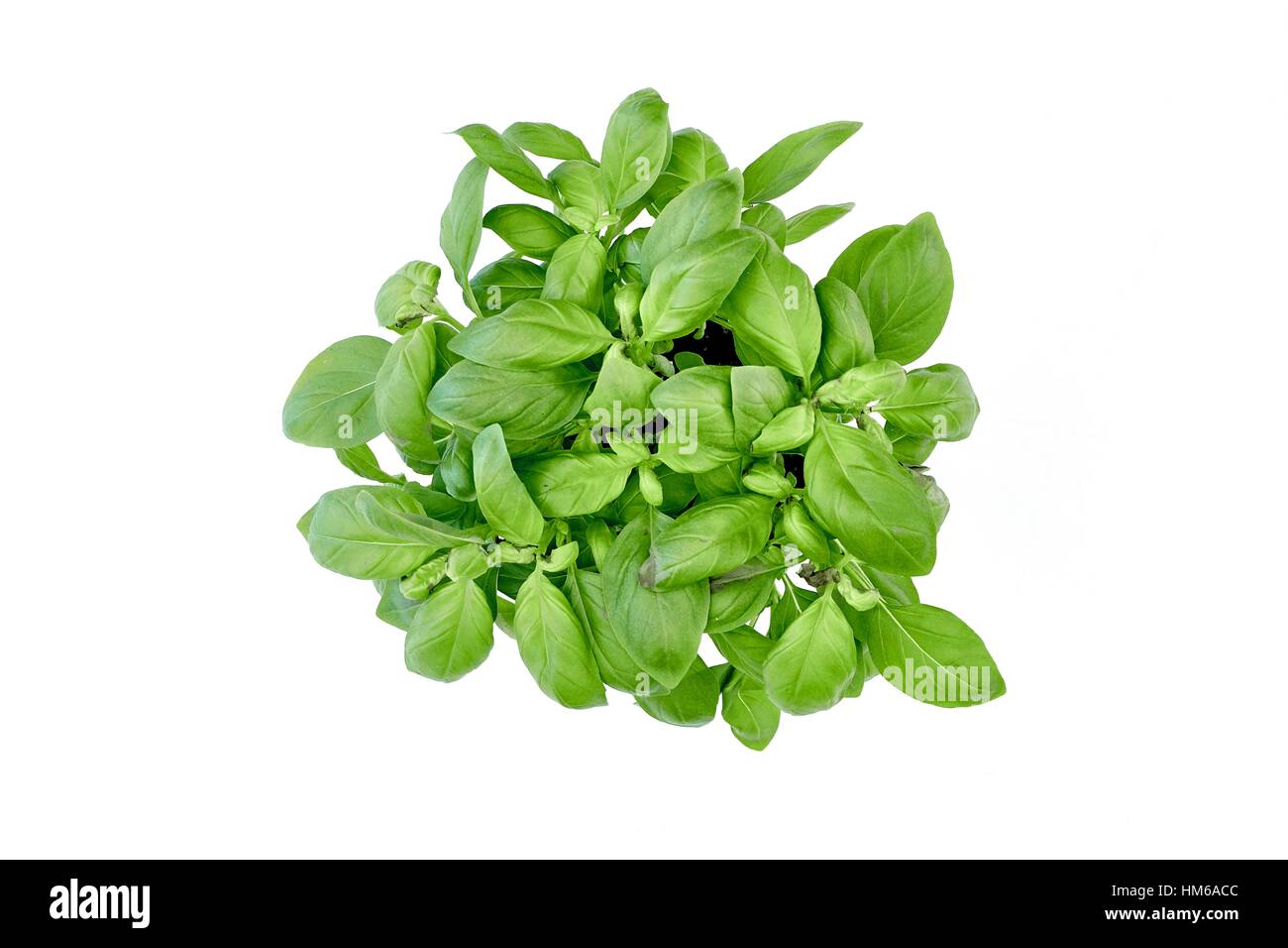 A studio photo of potted basil Stock Photo - Alamy
