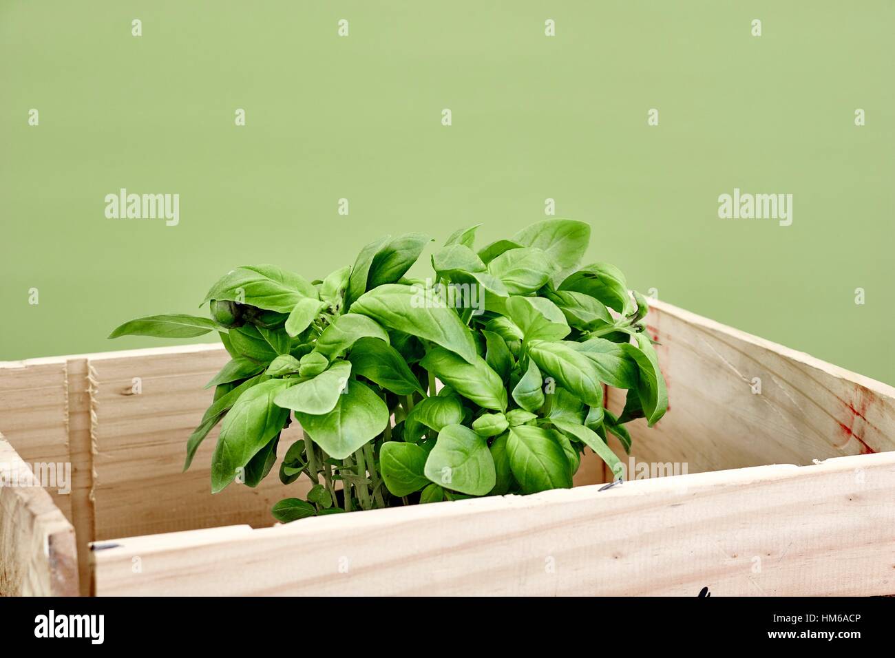 A studio photo of potted basil Stock Photo - Alamy