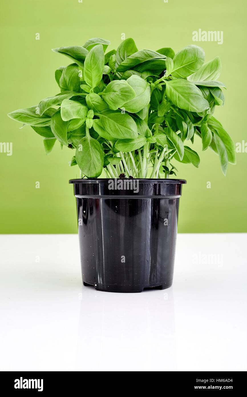 A studio photo of potted basil Stock Photo - Alamy