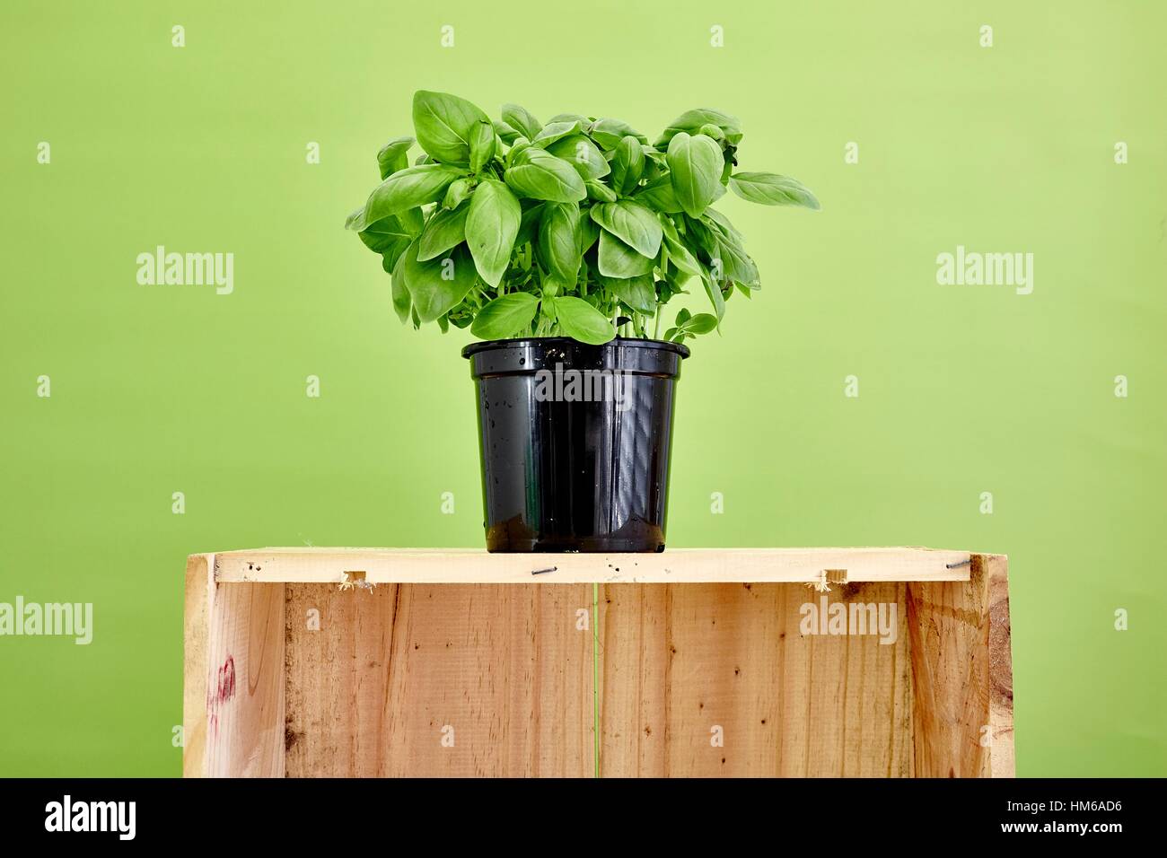A studio photo of potted basil Stock Photo - Alamy