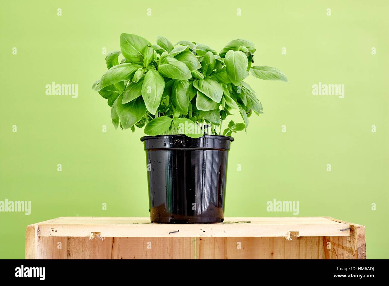 A studio photo of potted basil Stock Photo - Alamy