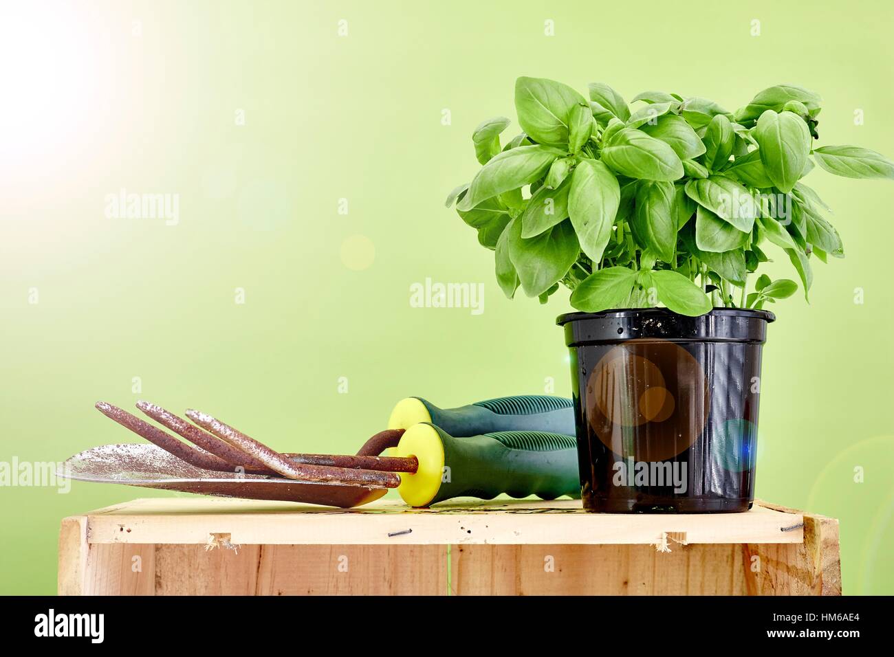 A studio photo of potted basil Stock Photo - Alamy