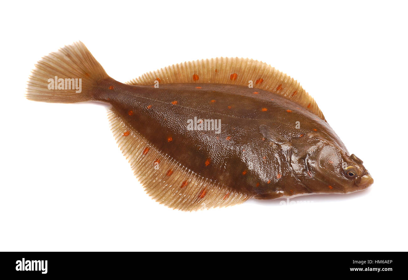 Fresh Whole Plaice Fish Isolated on White Background Stock Photo - Alamy