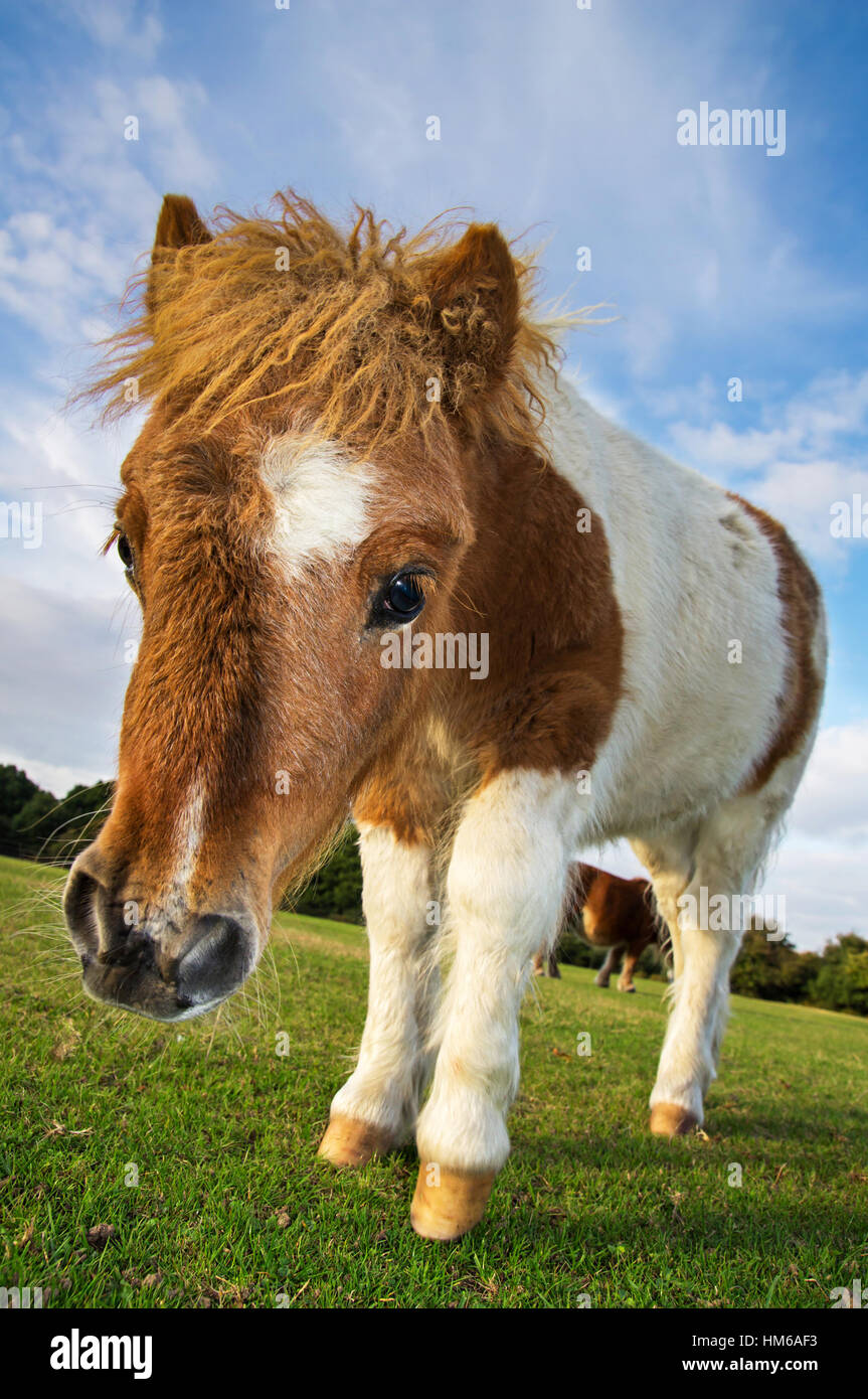 Shetland Pony In New Forest High Resolution Stock Photography and ...