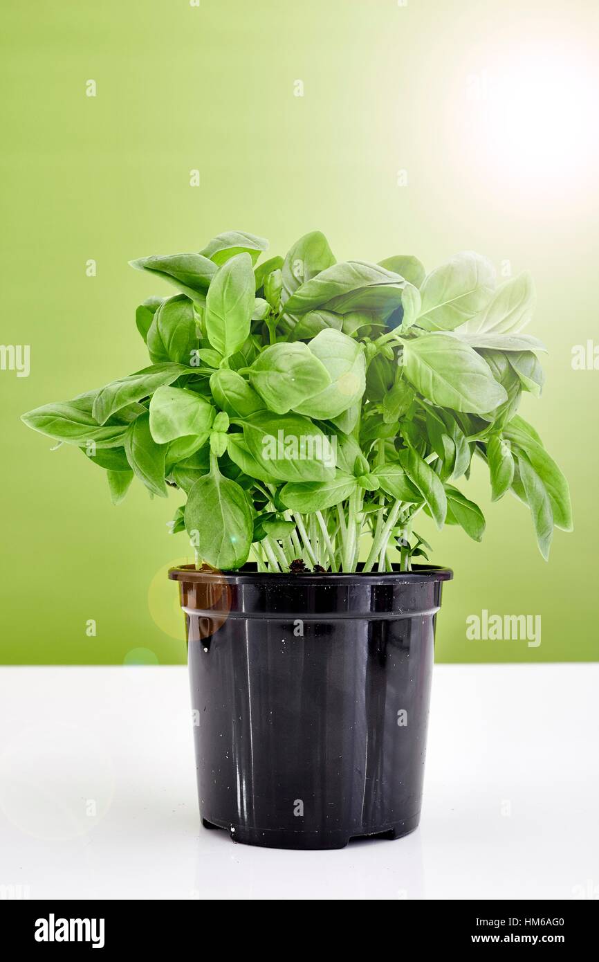 A studio photo of potted basil Stock Photo - Alamy