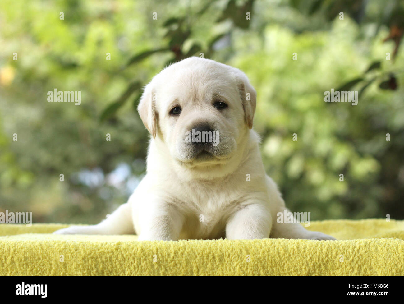 a cute yellow labrador puppy Stock Photo - Alamy