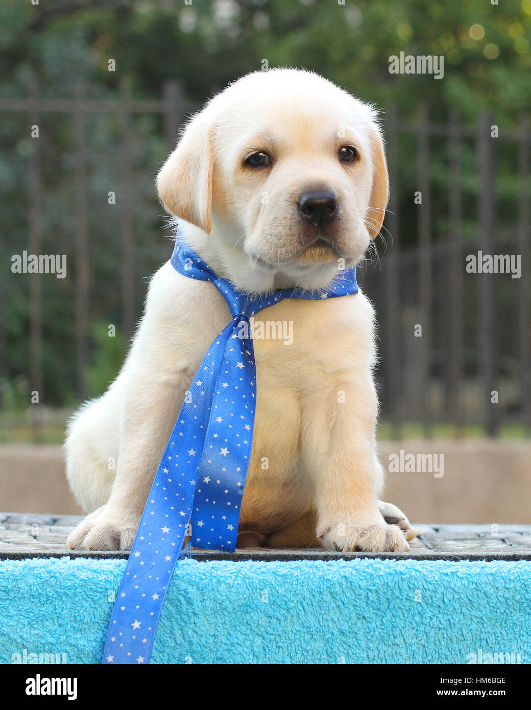 a cute yellow labrador puppy Stock Photo - Alamy