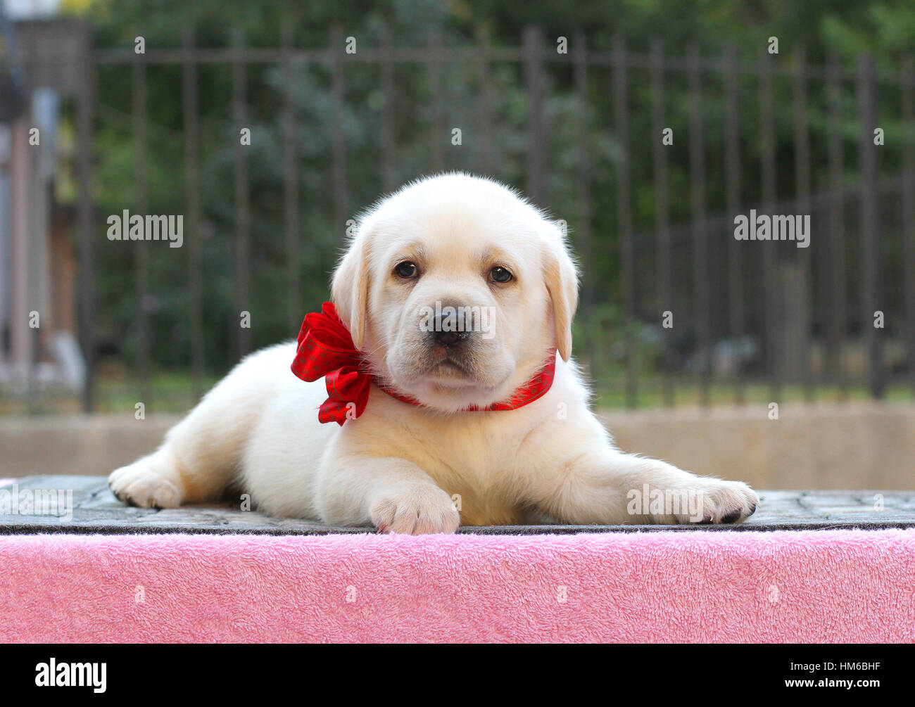 a cute yellow labrador puppy Stock Photo - Alamy