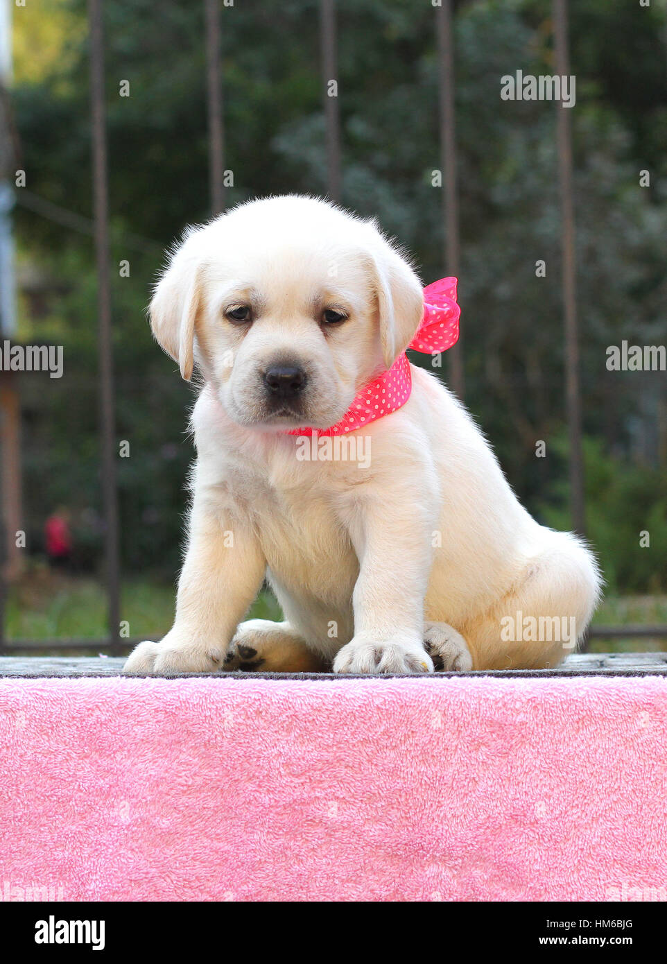 a cute yellow labrador puppy Stock Photo - Alamy