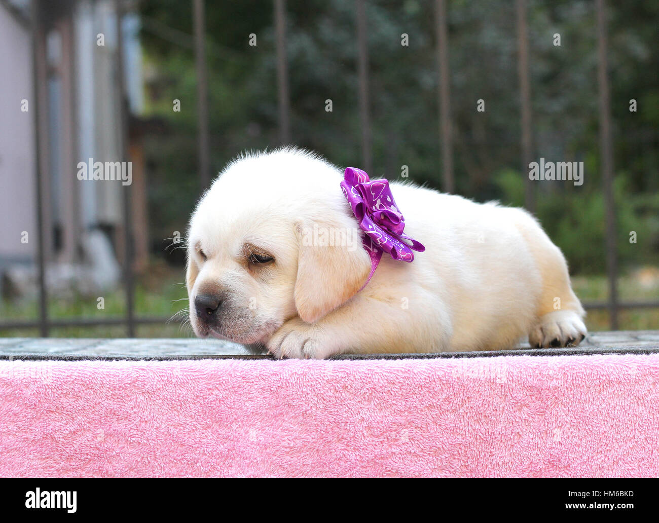 a cute yellow labrador puppy Stock Photo - Alamy