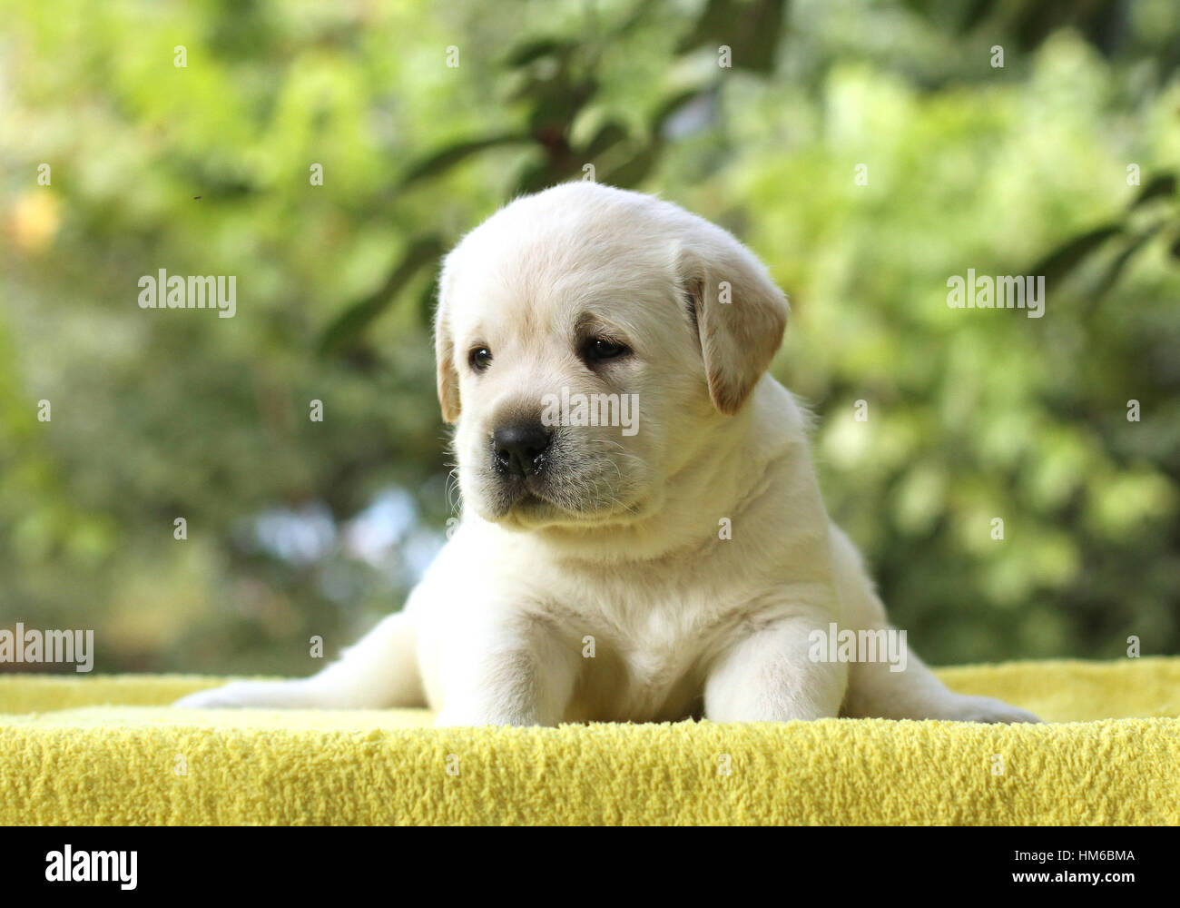 a cute yellow labrador puppy Stock Photo - Alamy