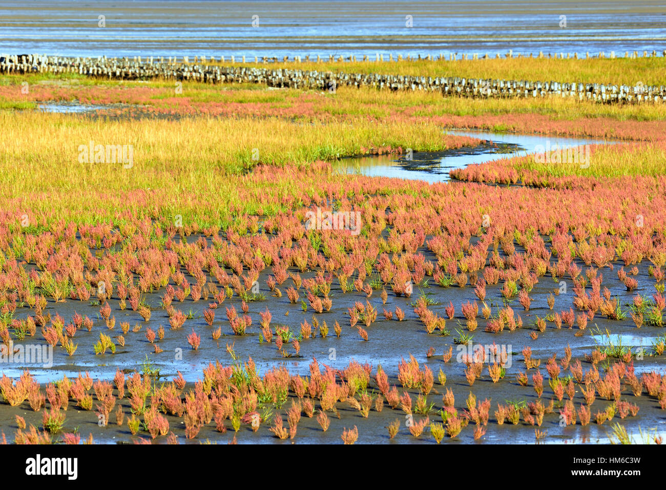 Salicornia europaea agg hi-res stock photography and images - Alamy