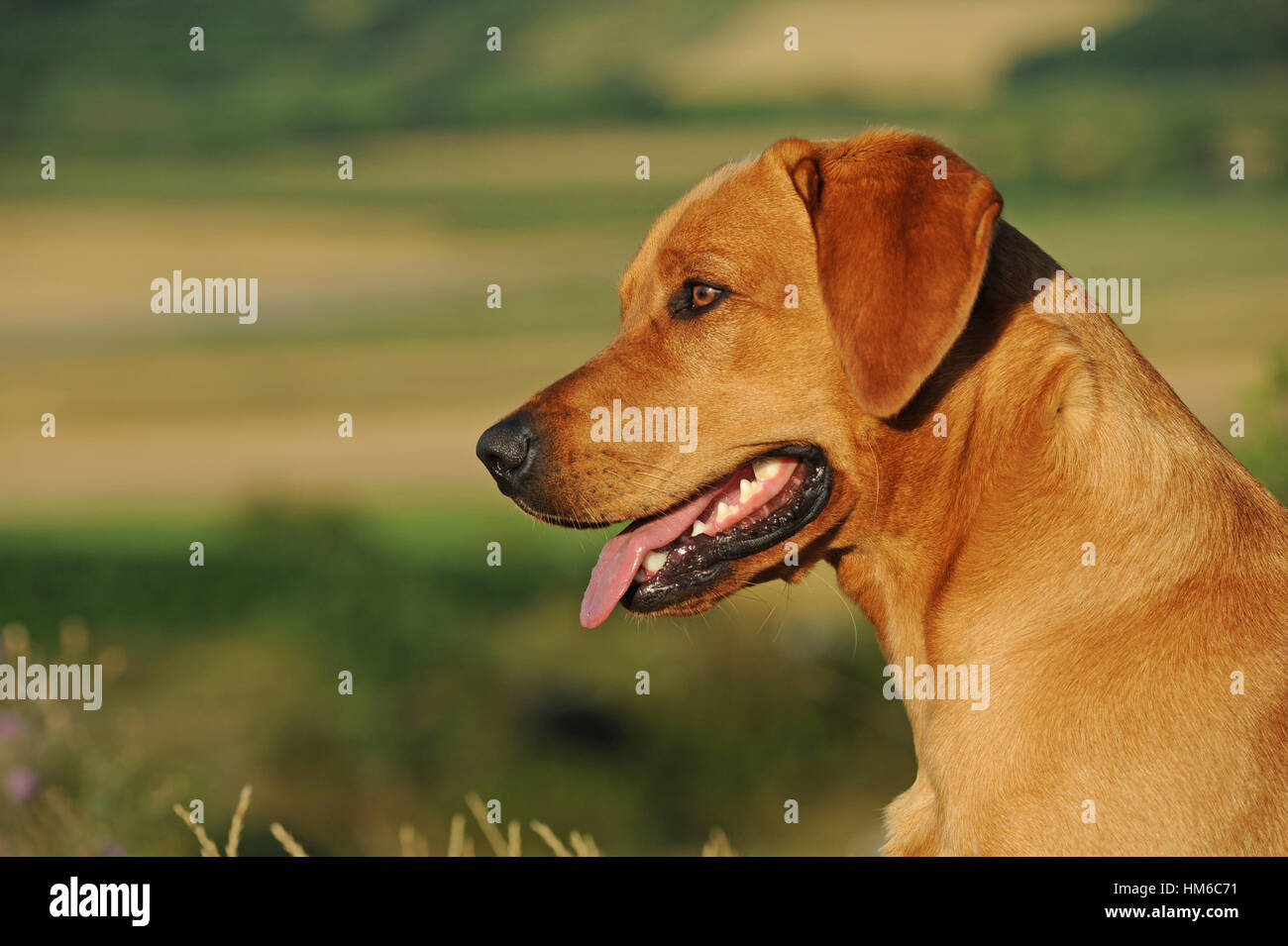 Side view yellow labrador retriever hi-res stock photography and images ...