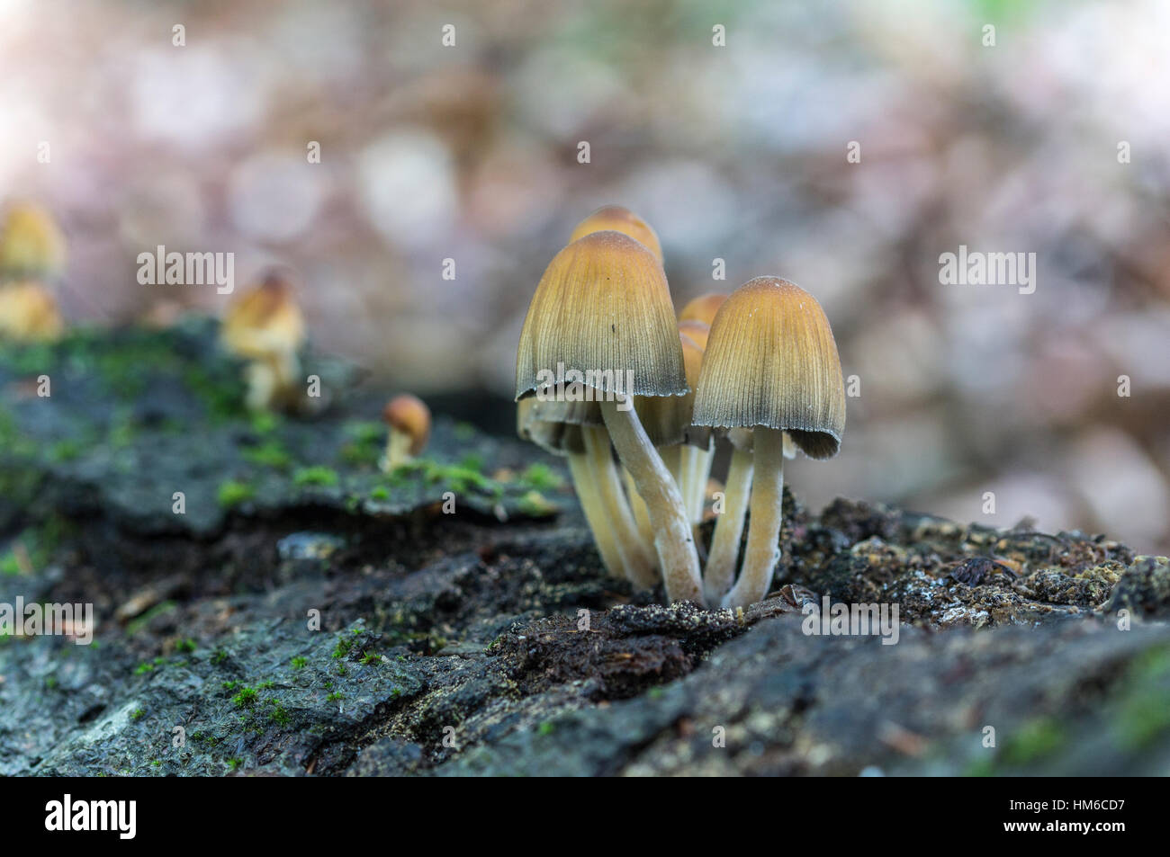 Shiny cap hi-res stock photography and images - Alamy