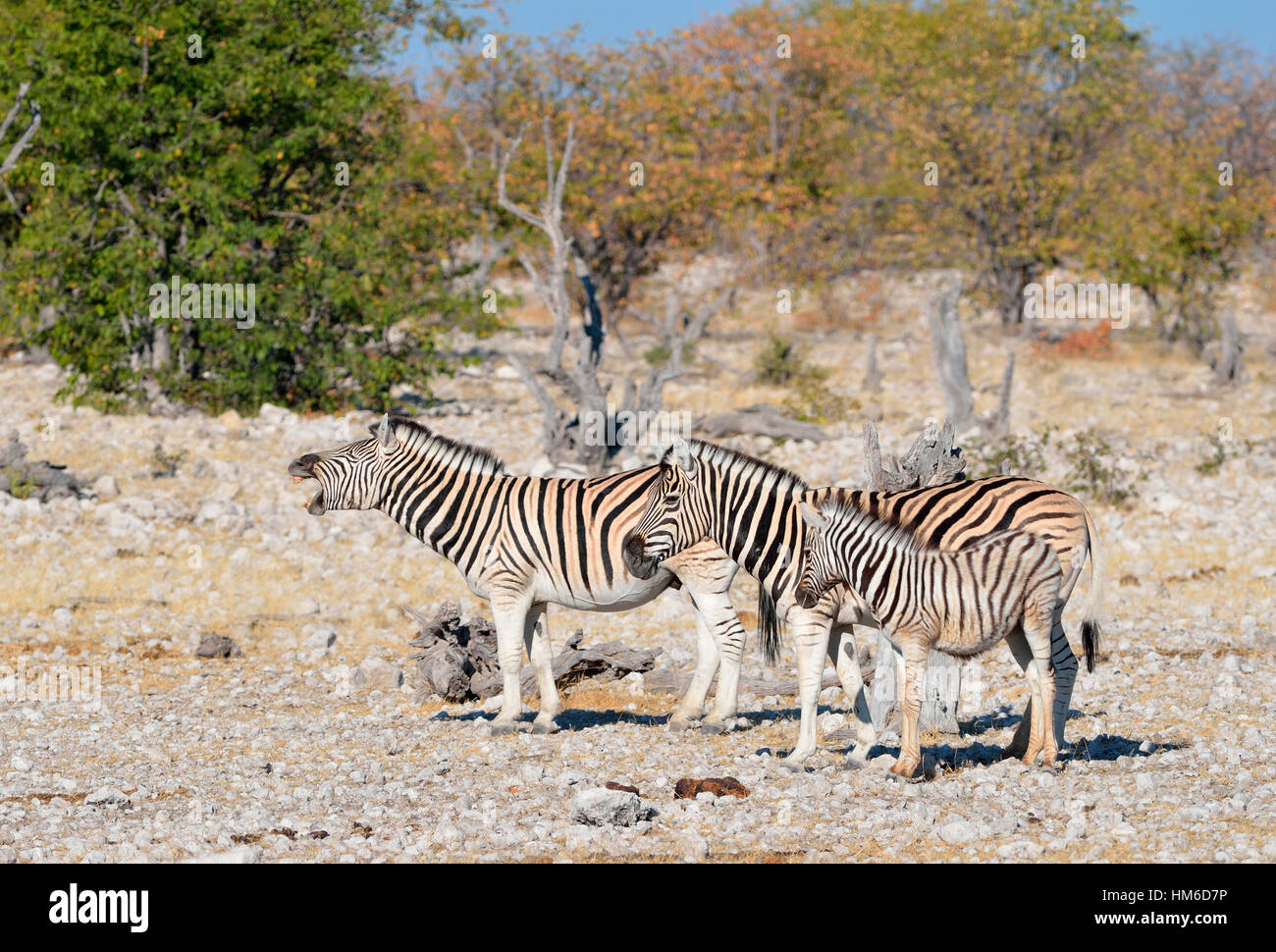 Burchell's zebras (Equus quagga burchellii), adult male and female with ...