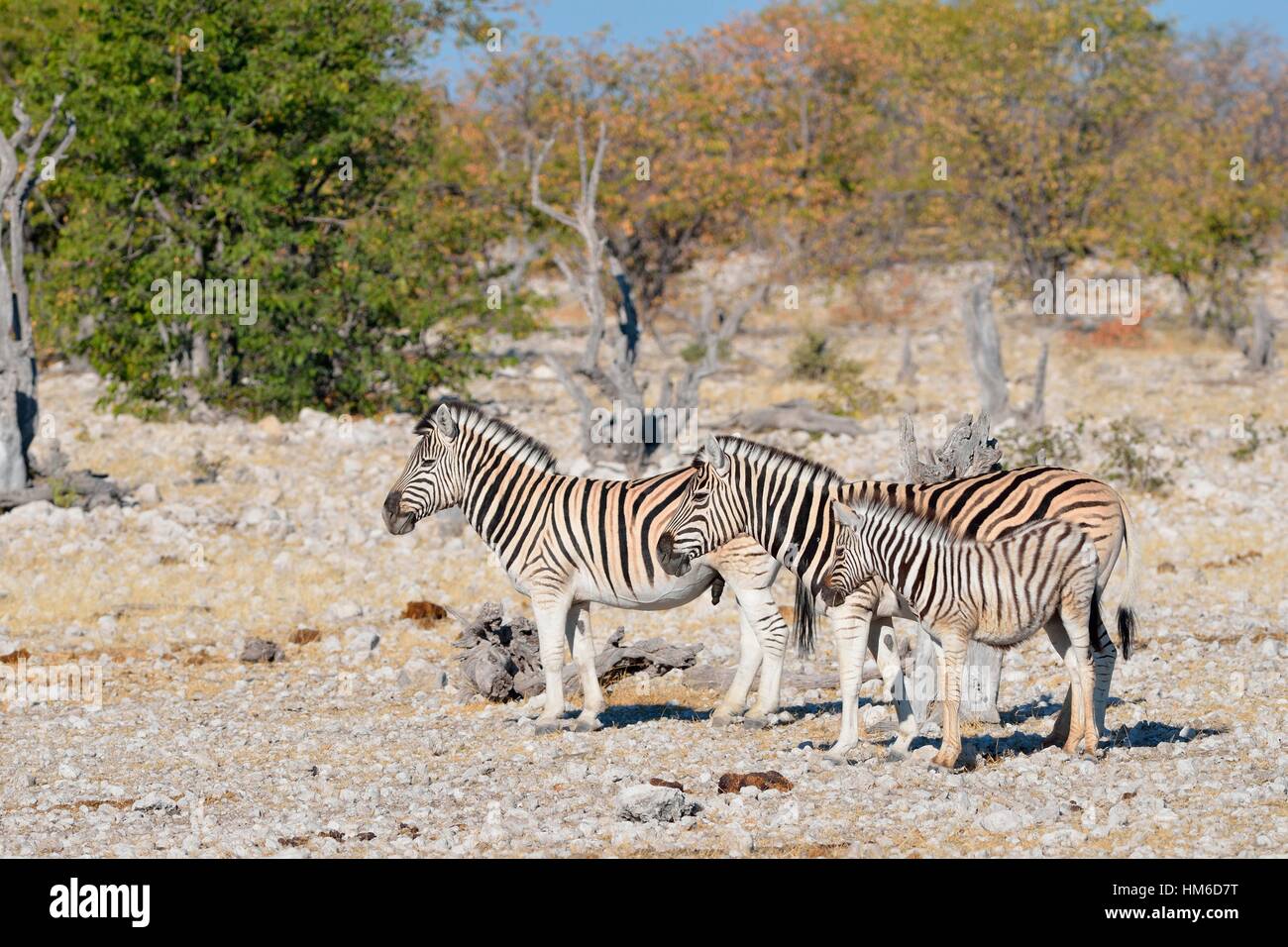 Burchell's zebras (Equus quagga burchellii), adult male and female with ...