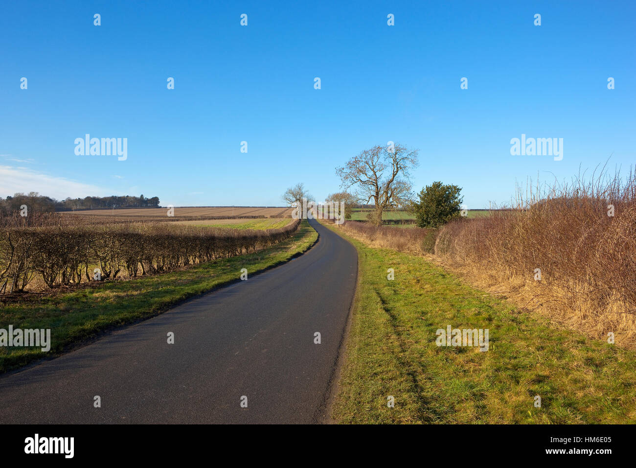 a small country road with hedgerows and trees in an undulating ...