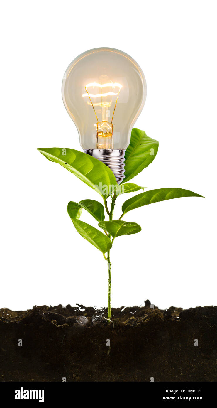 Bulb plant growing from soil Stock Photo - Alamy