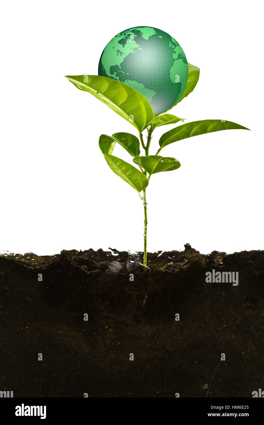 Environmental concept. Small earth plant Stock Photo - Alamy