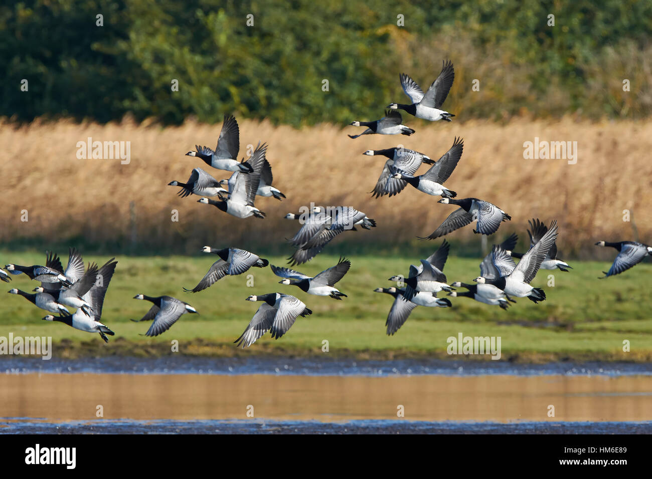 Flying barnacle geese hi-res stock photography and images - Alamy