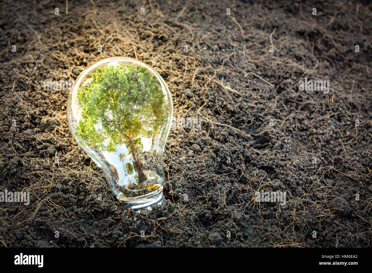 Bulb with plant growing inside Stock Photo - Alamy