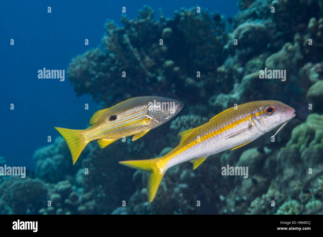 Fish mimicry between Ehrenbergs snapper (Lutjanus ehrenbergi) and ...