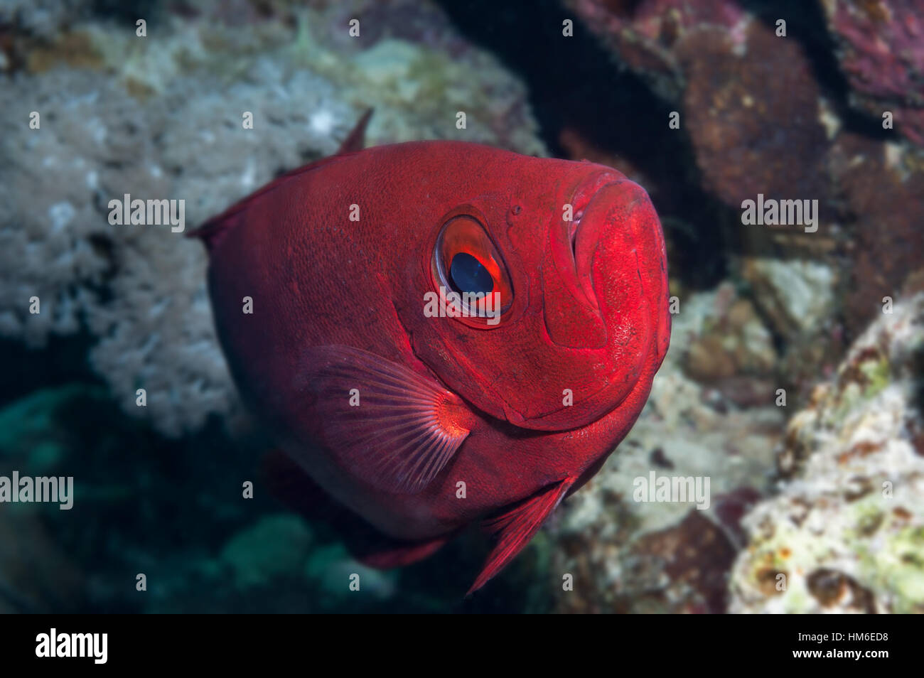 Crescent-tail bigeye (Priacanthus hamrur) portrait, showing one large ...