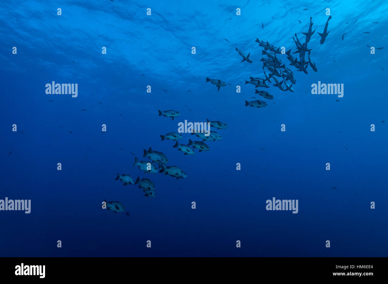 Shoal of black snapper fish (Macolor niger) in clear blue water beneath ...