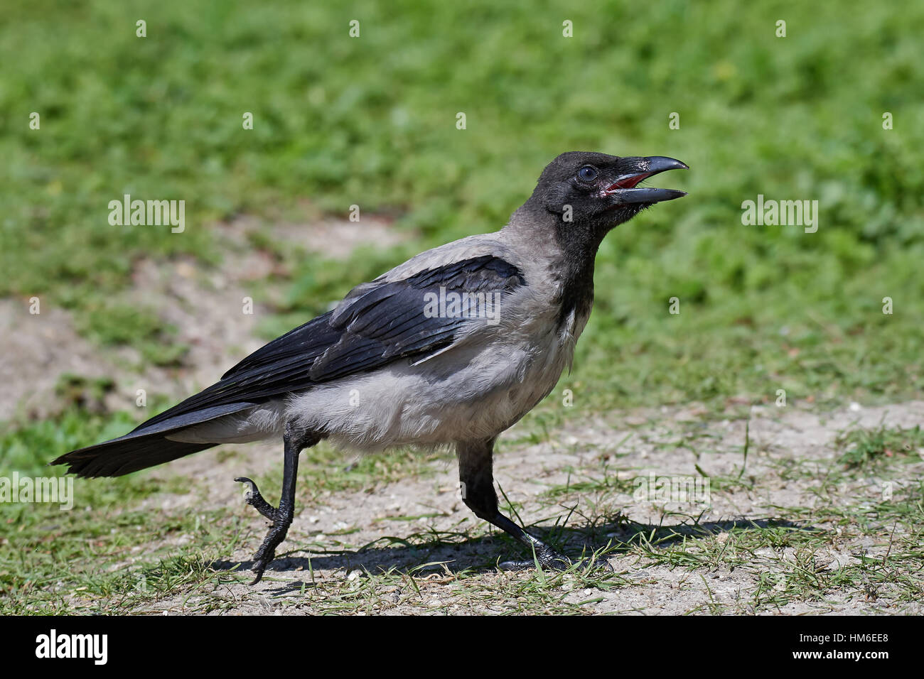 Hooded crow walking on the ground in its habitat with green grass in ...