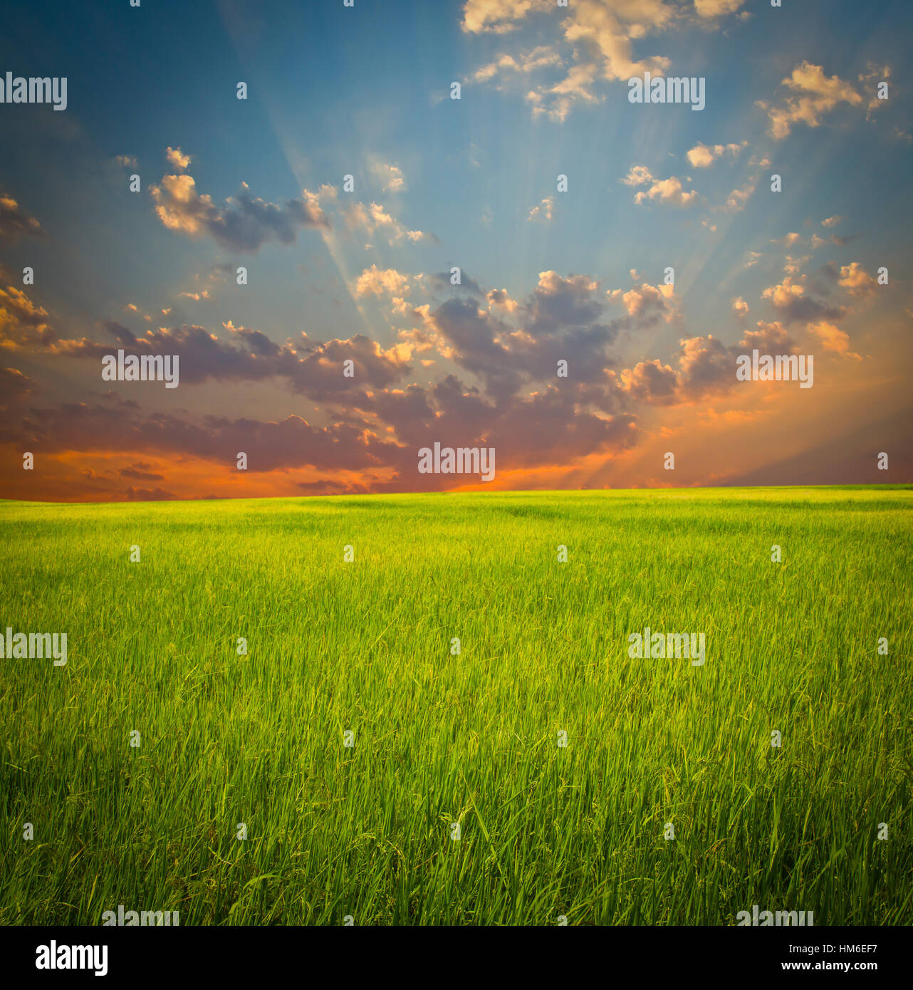 Golden paddy field and sunset Stock Photo - Alamy