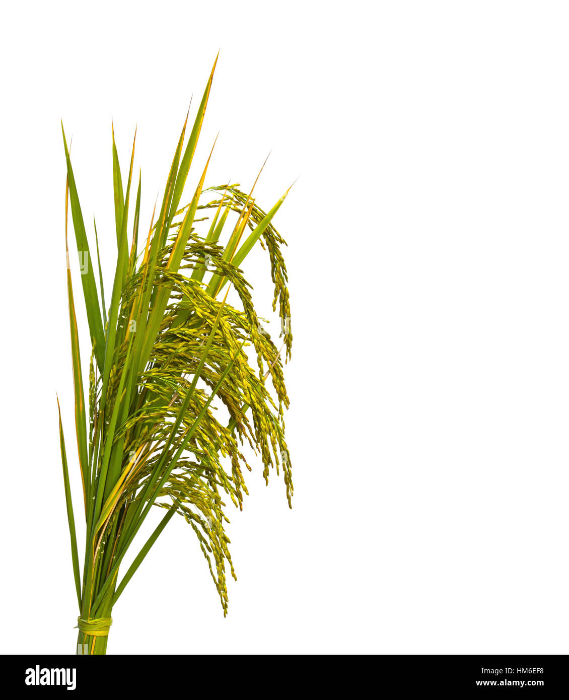 Gold paddy rice on white background Stock Photo - Alamy
