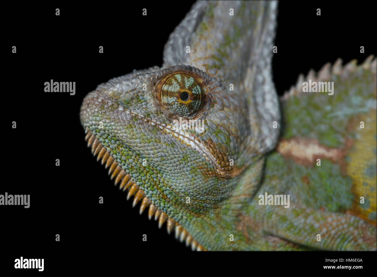 Side view close-up portrait in profile of veiled chameleon, (Chamaeleo ...