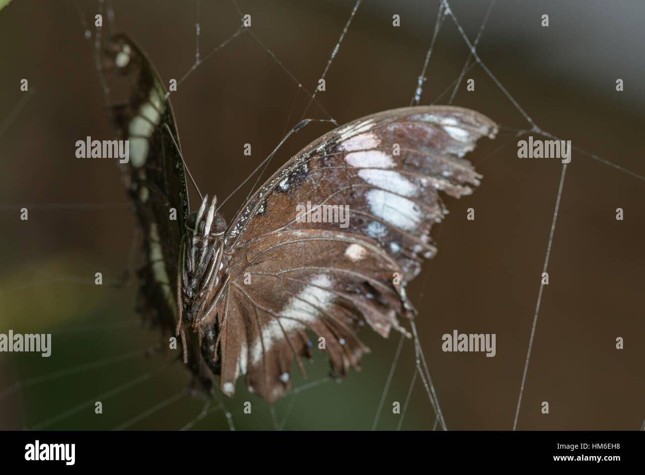 Spider with butterfly hi-res stock photography and images - Alamy