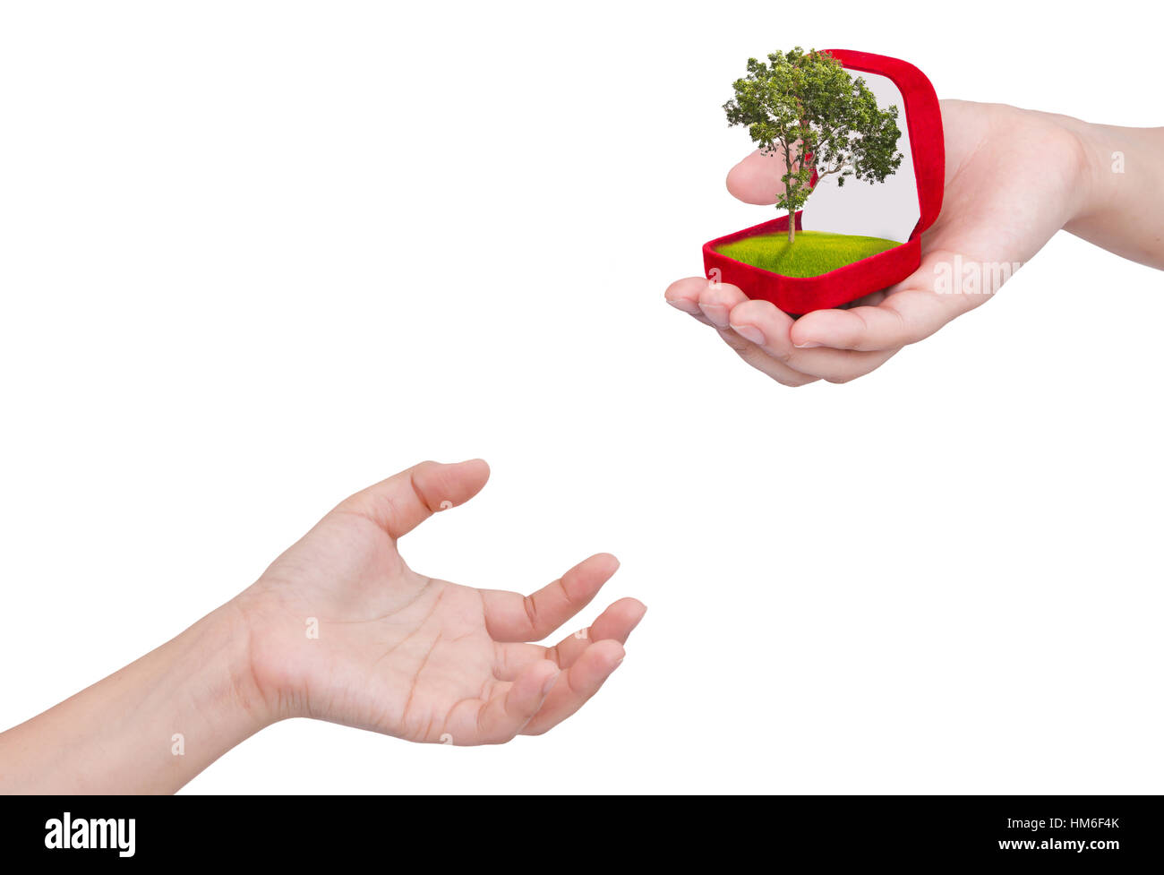 Hands holding a tree Stock Photo - Alamy