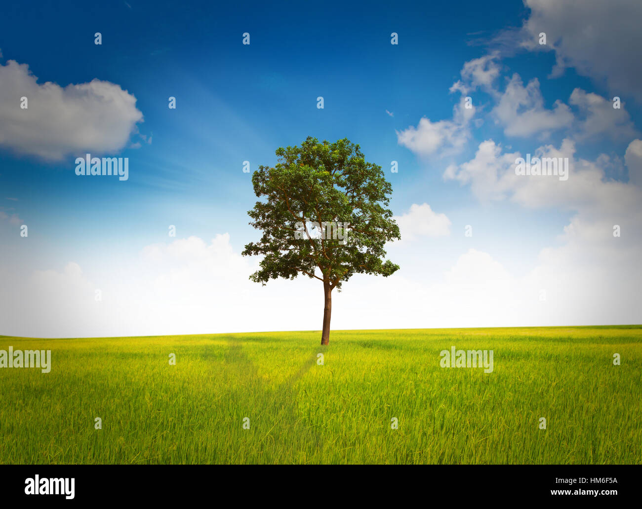 Tree and grass field Stock Photo - Alamy