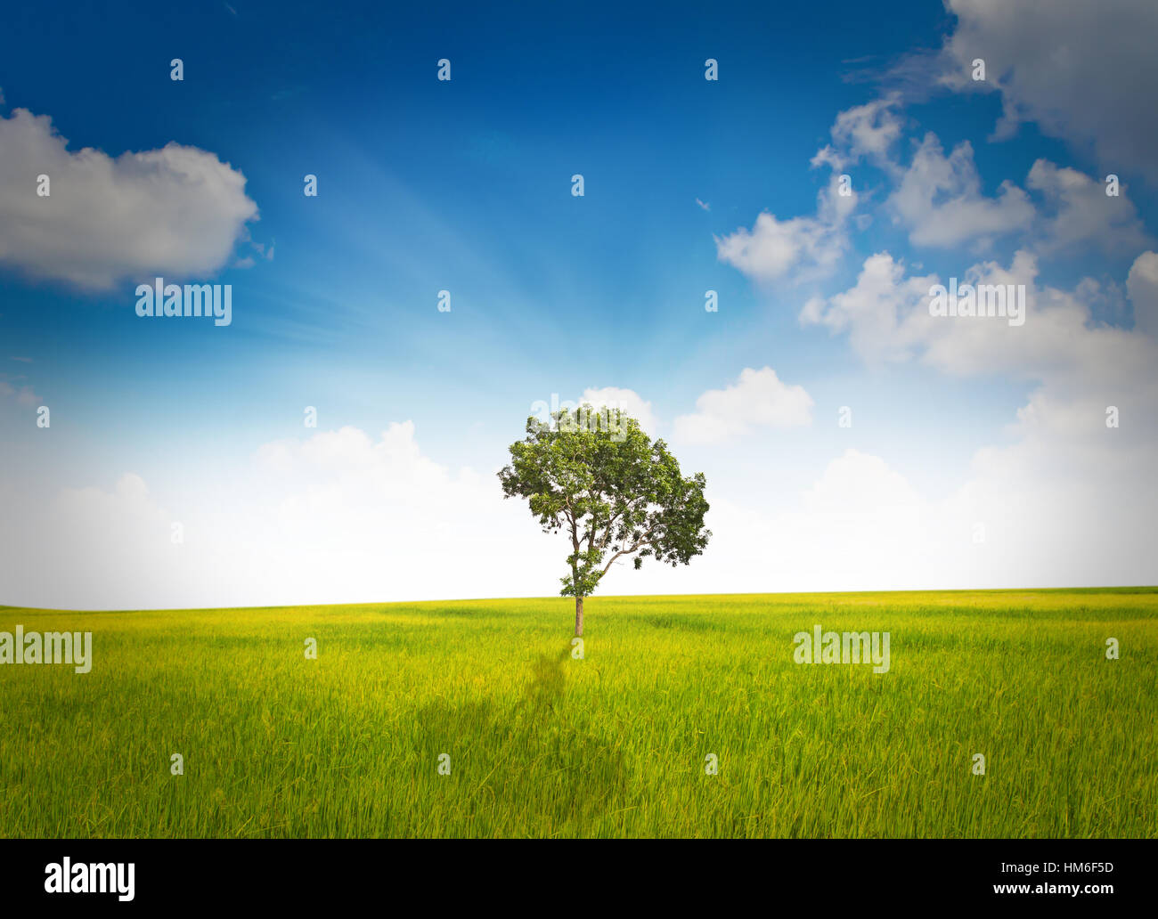 Tree and grass field Stock Photo - Alamy