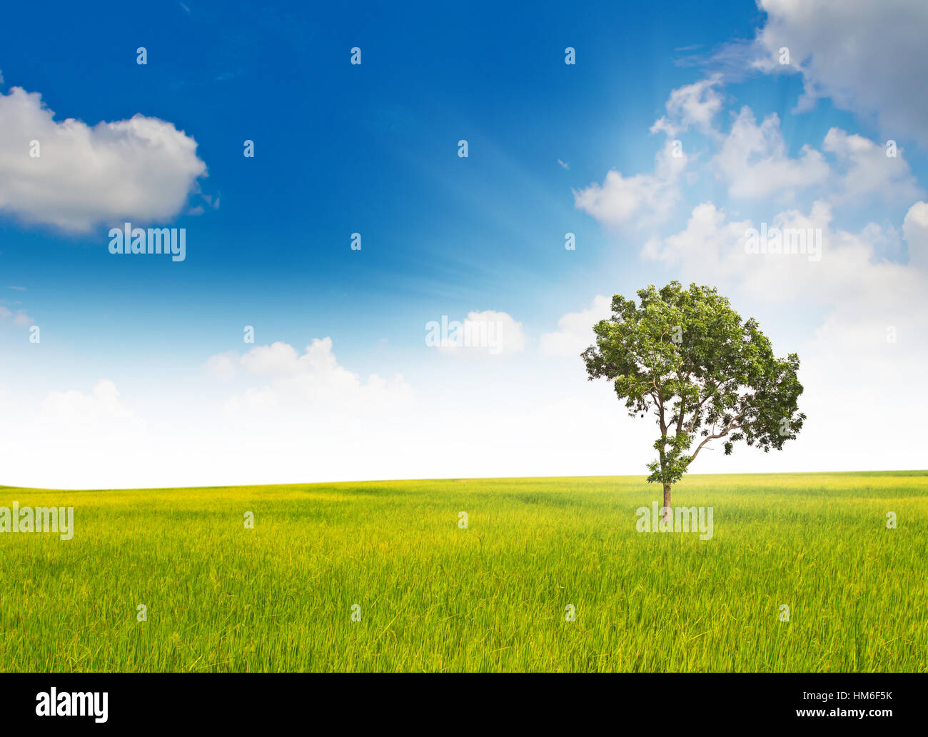 Tree and grass field Stock Photo - Alamy