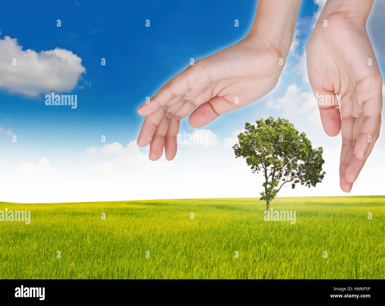 Hands holding a tree Stock Photo - Alamy