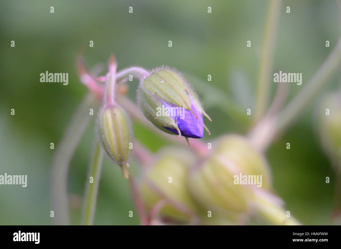 Capture the shot hi-res stock photography and images - Alamy