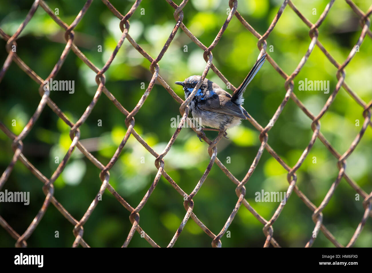 Bird chain hi-res stock photography and images - Alamy