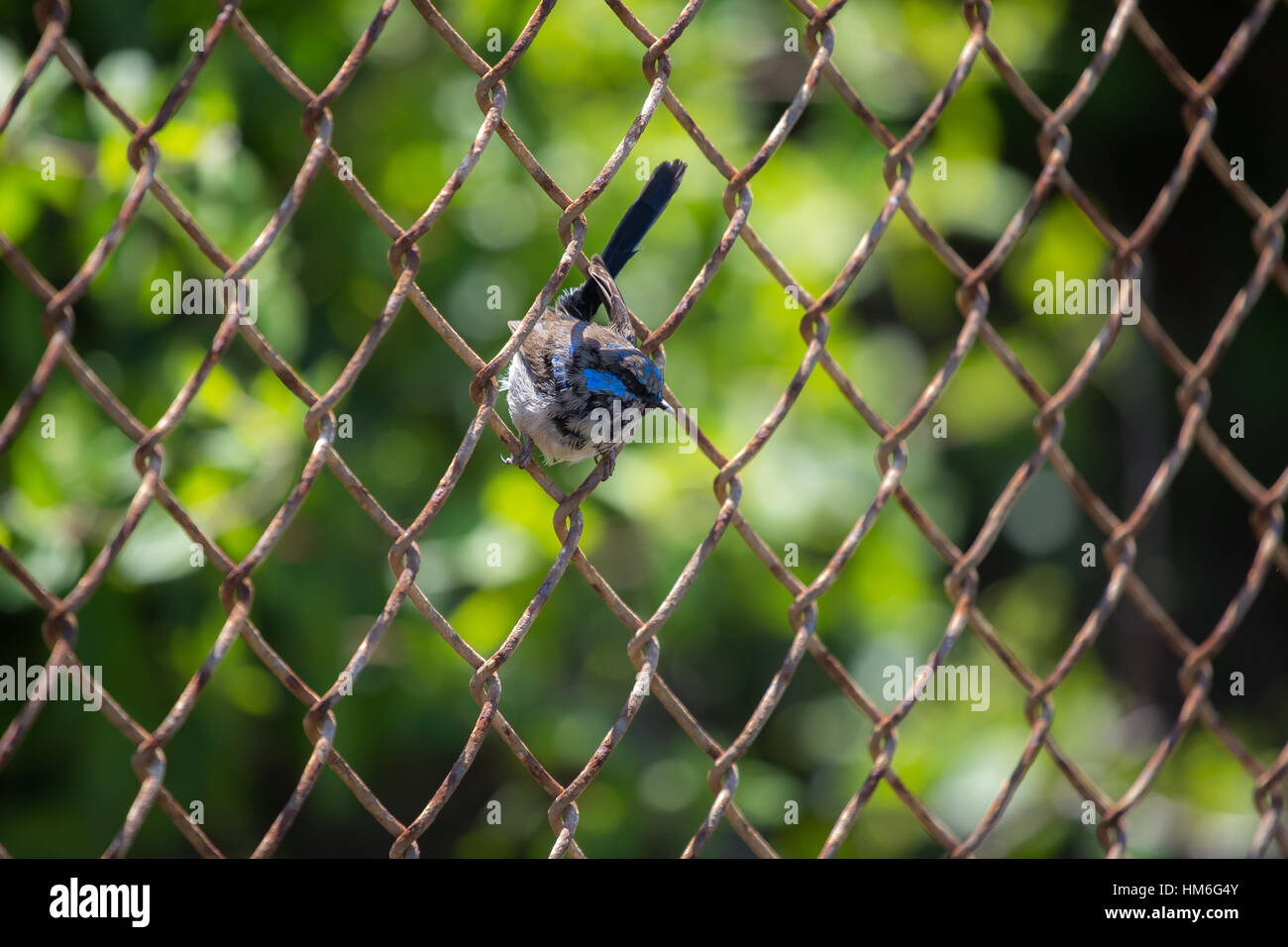 birds on chain link fence Stock Photo - Alamy