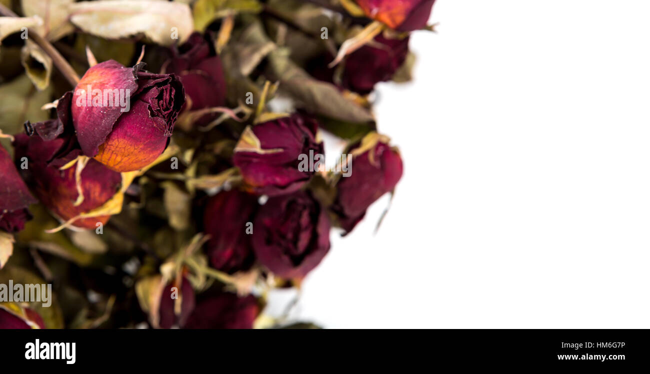 Dried rose isolated on white background Stock Photo - Alamy