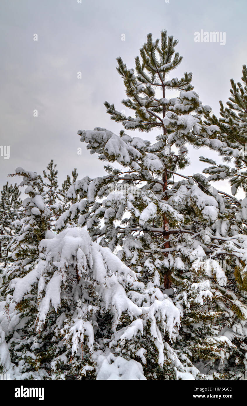 Beautiful winter landscape with trees covered with snow Stock Photo - Alamy