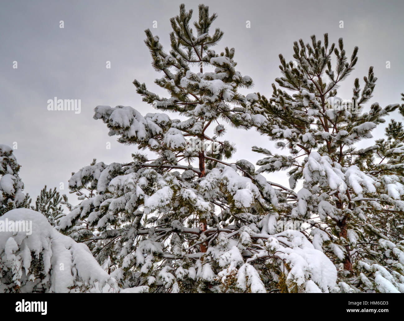 Beautiful winter landscape with trees covered with snow Stock Photo - Alamy