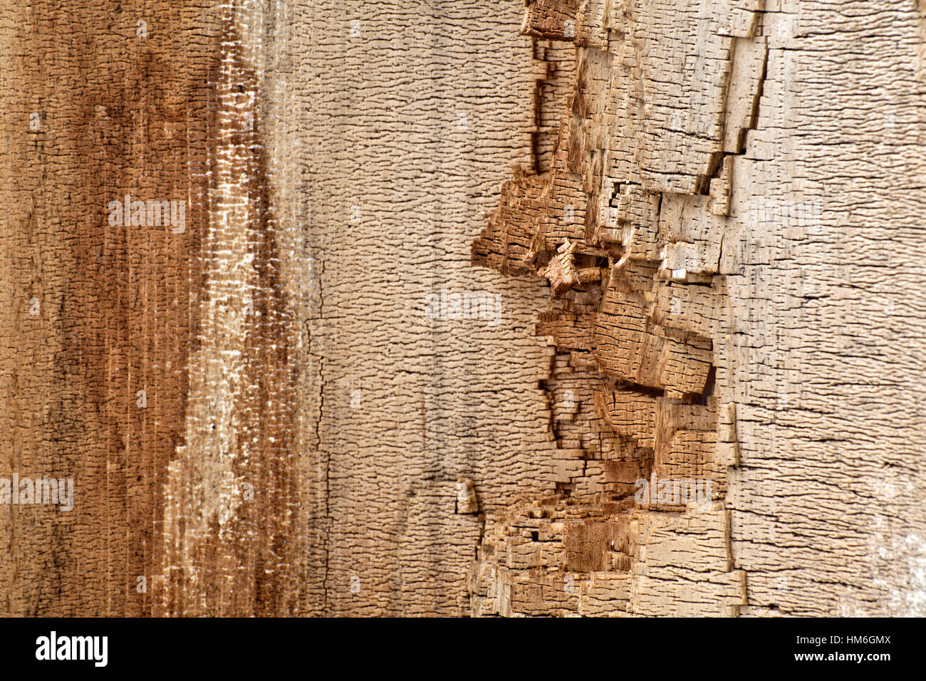 Structure in the dead wood Stock Photo - Alamy
