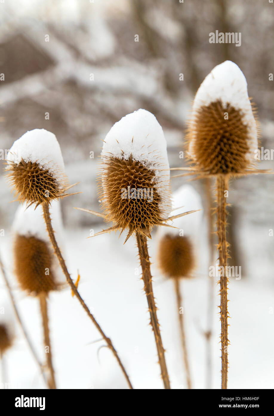 Spear thistle covered with snow in winter closeup Stock Photo - Alamy