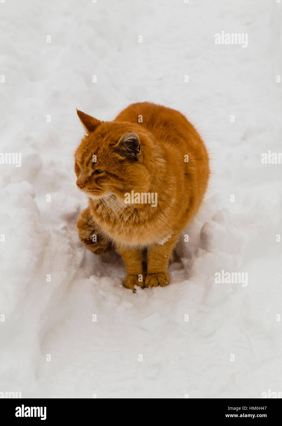 Orange cat snow street hi-res stock photography and images - Alamy