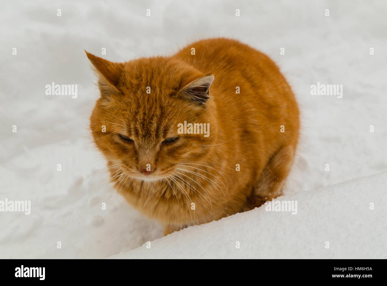 Cold Cat In Snow