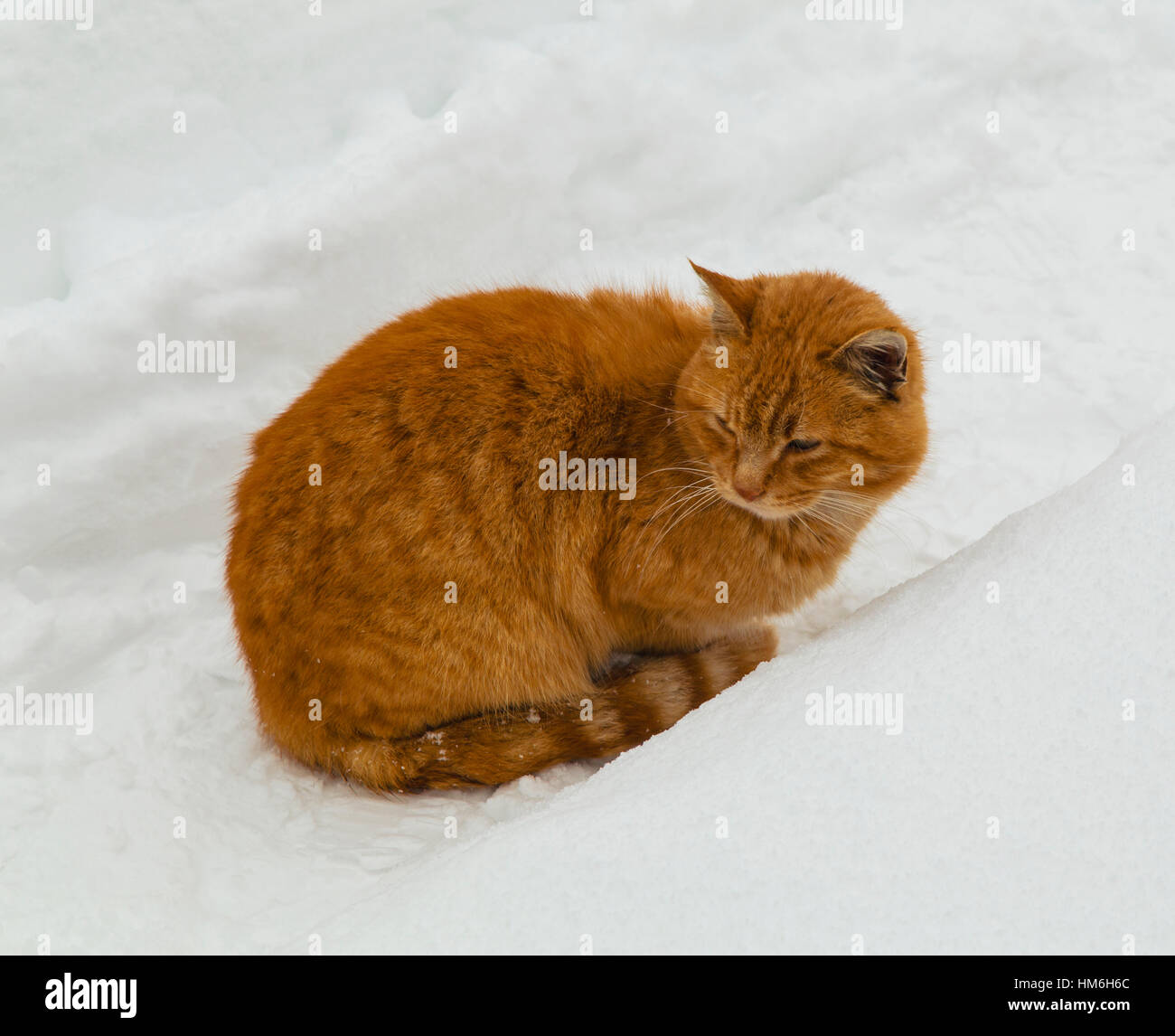 Cute cat snow hi-res stock photography and images - Alamy